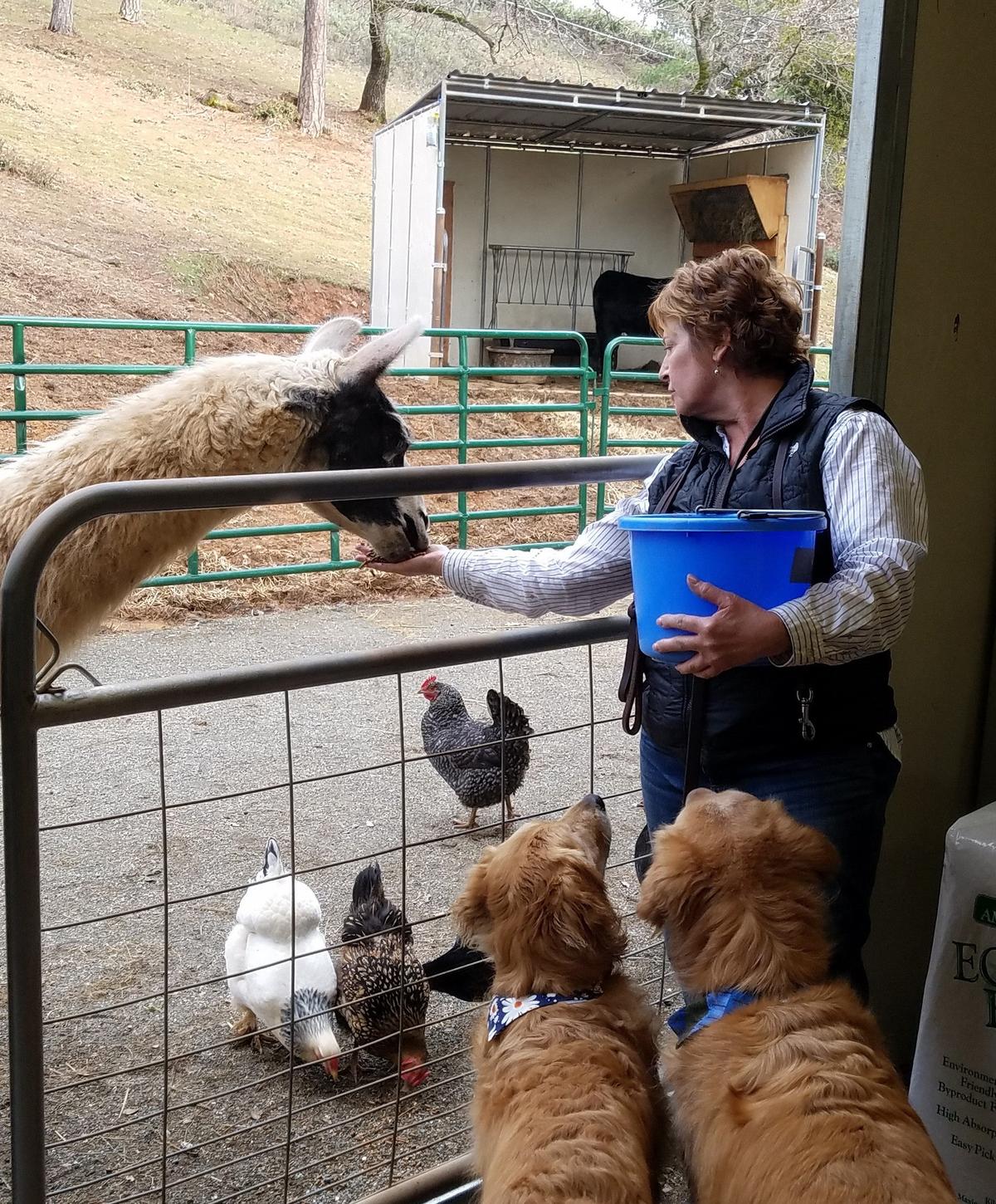 Fun with Horses, Llamas & Ranch Animals