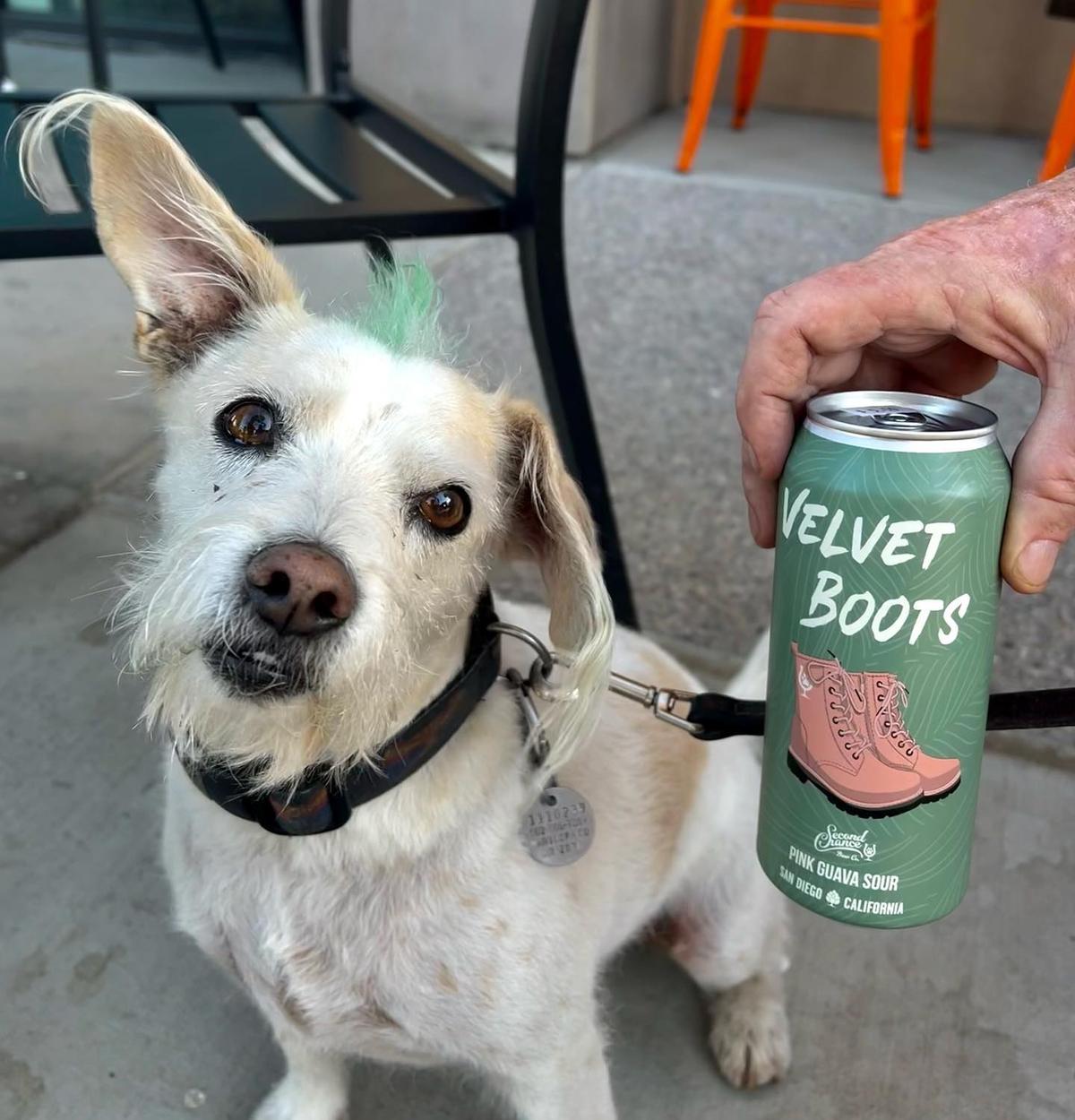 Tap Dragon Craft Beer & Wine Bar