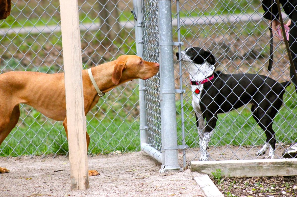 Clinton Township Dog Park