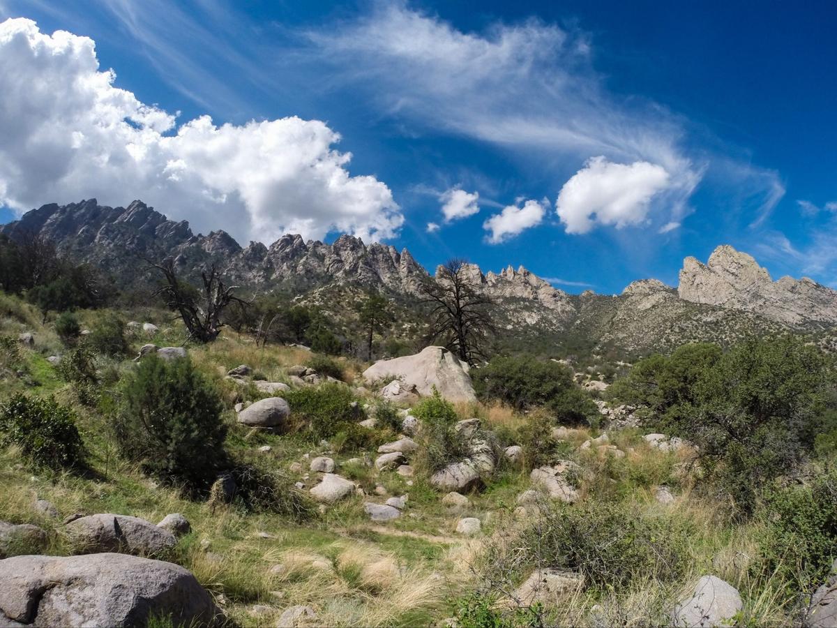 Pine Tree Loop Trail