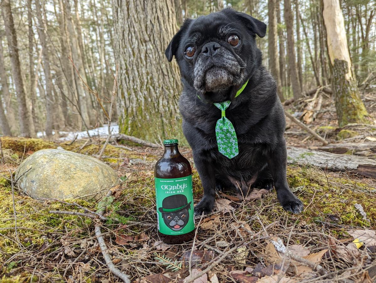 pug with beer