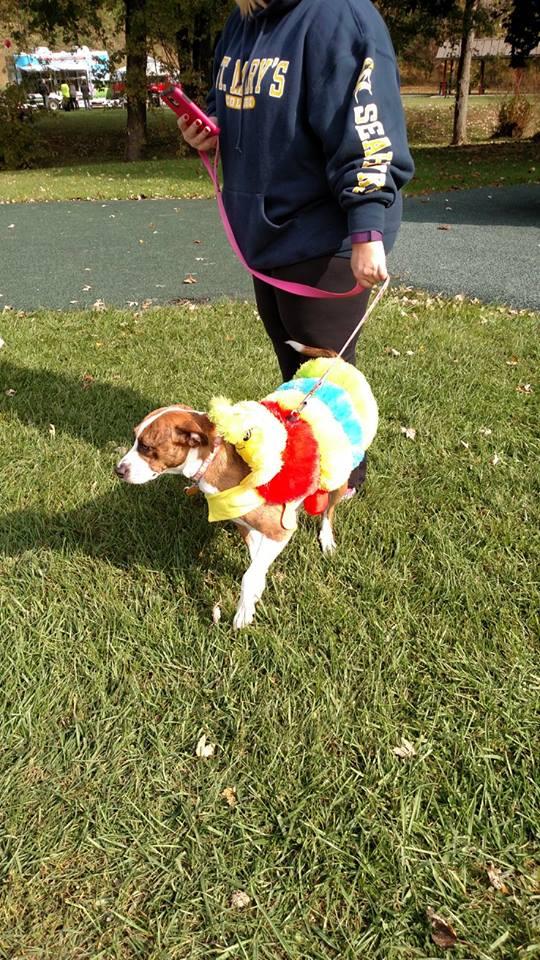 Bennett Cerf Dog Park