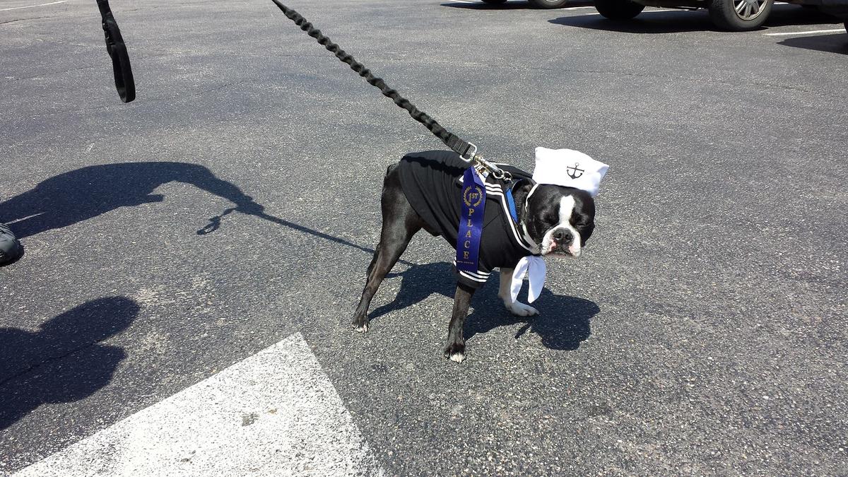 Are Dogs Allowed On Marginal Way Ogunquit Maine