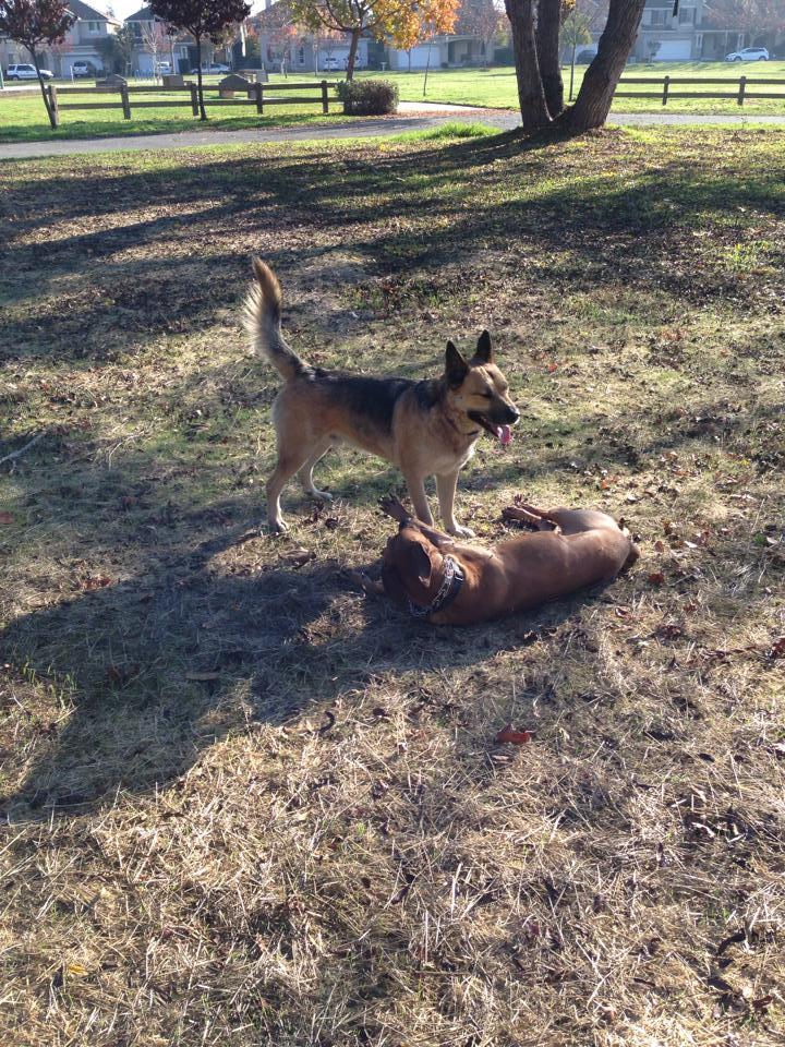 Selma Olinder Dog Park