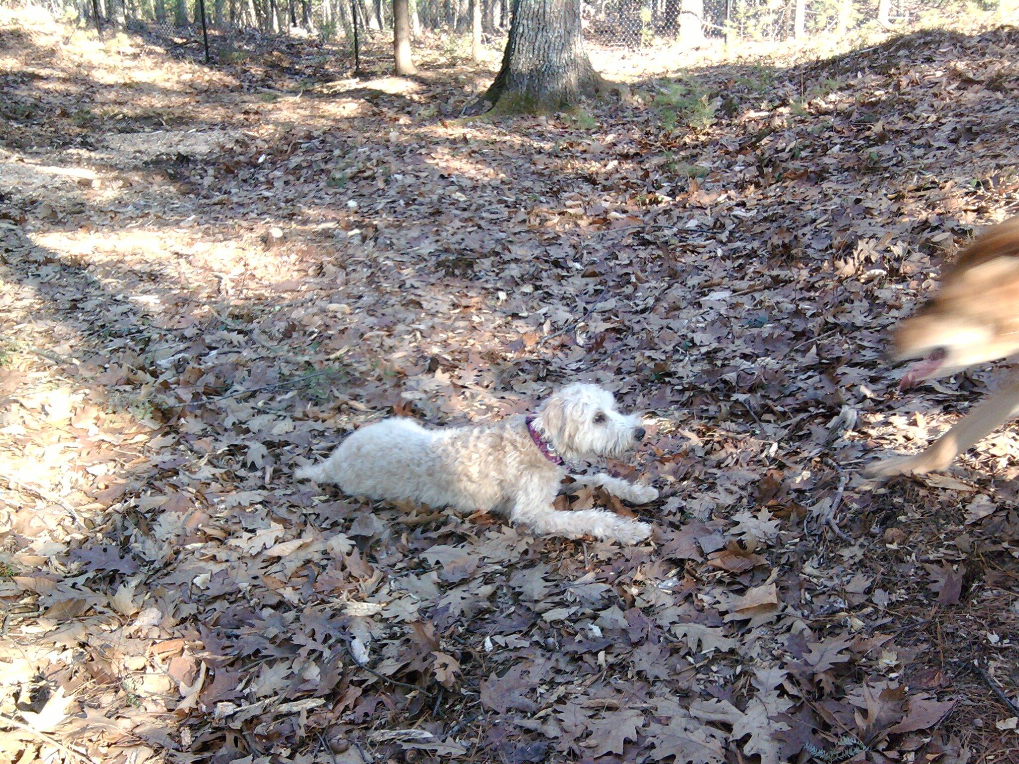 Marginal Way Walkway