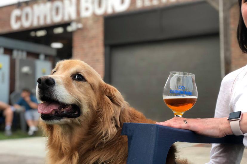 Dog Friendly Activities In Montgomery AL BringFido dog-friendly-activities-in-montgomery-al-bringfido