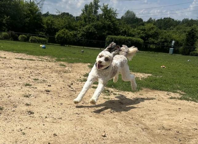 Concord Dog Park
