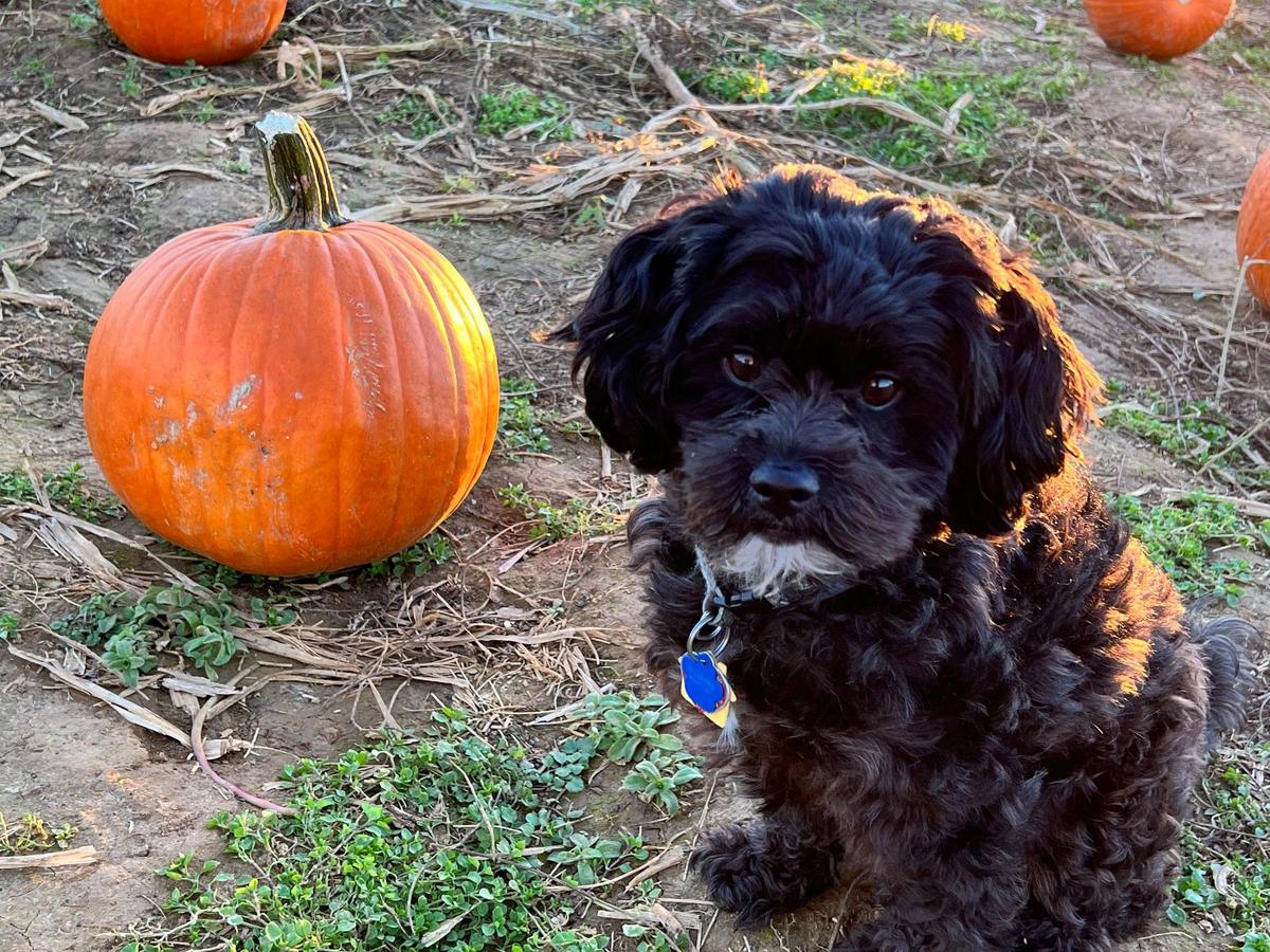 dog friendly corn mazes