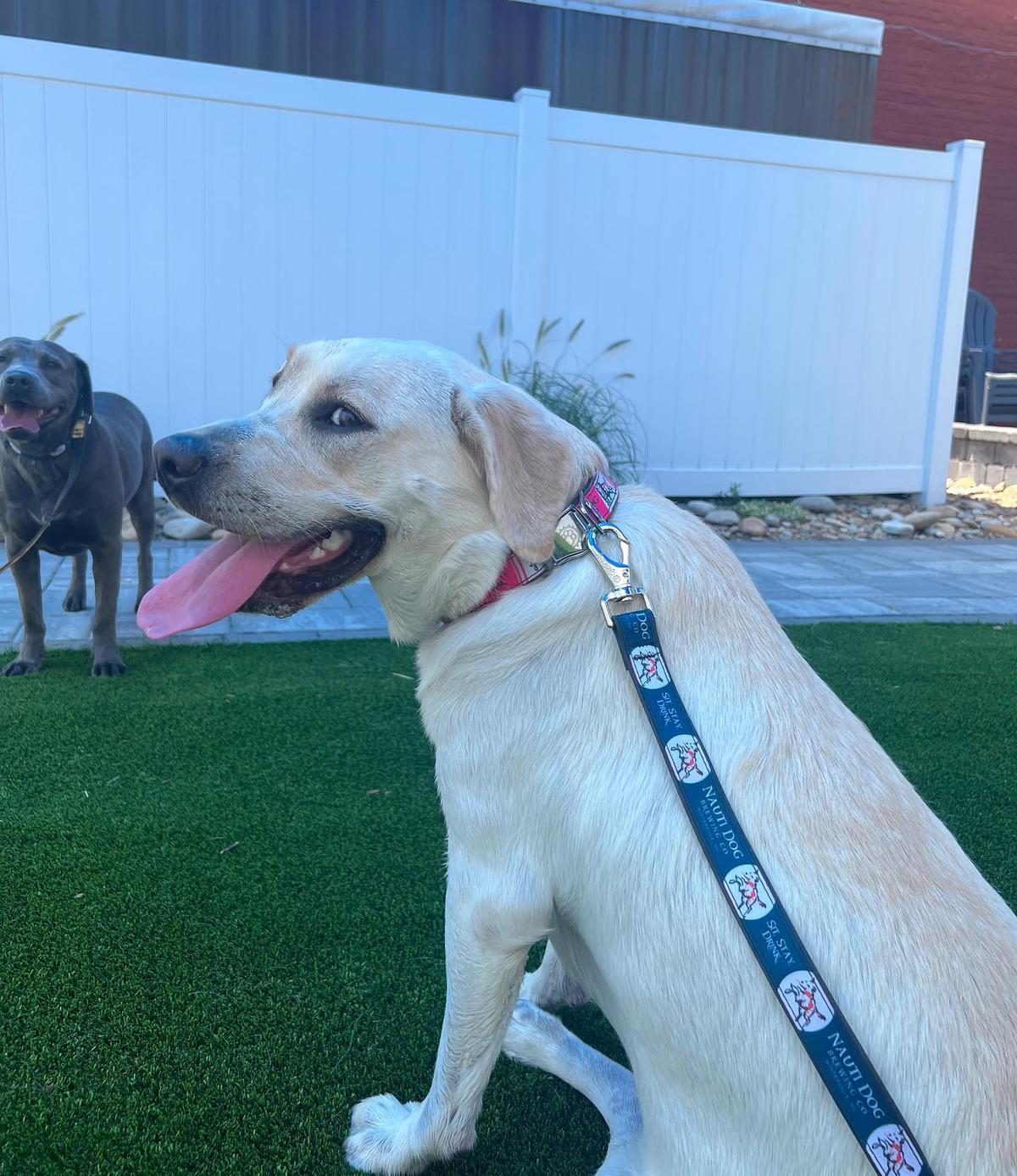 Nauti Dog Brewing Co.