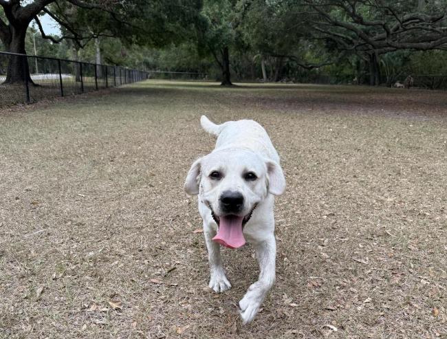 Jim Urbanski Dog Park at Al Lopez Park
