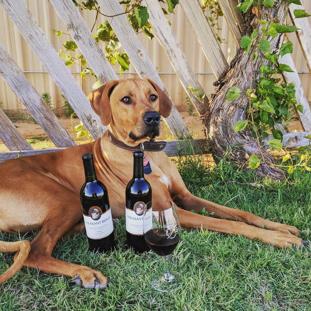 Pheasant Ridge Winery