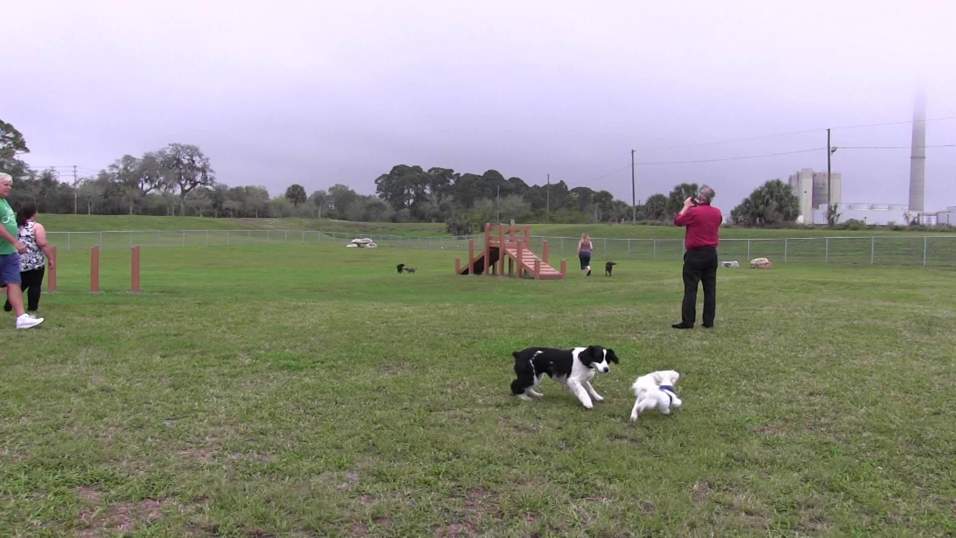 Exploring Dog-Friendly Activities Near You: A Pawsitively Delightful A