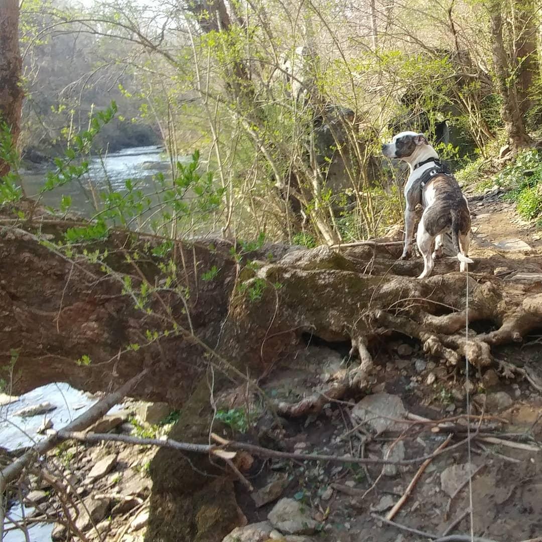 Wissahickon Valley Park (Forbidden Drive)