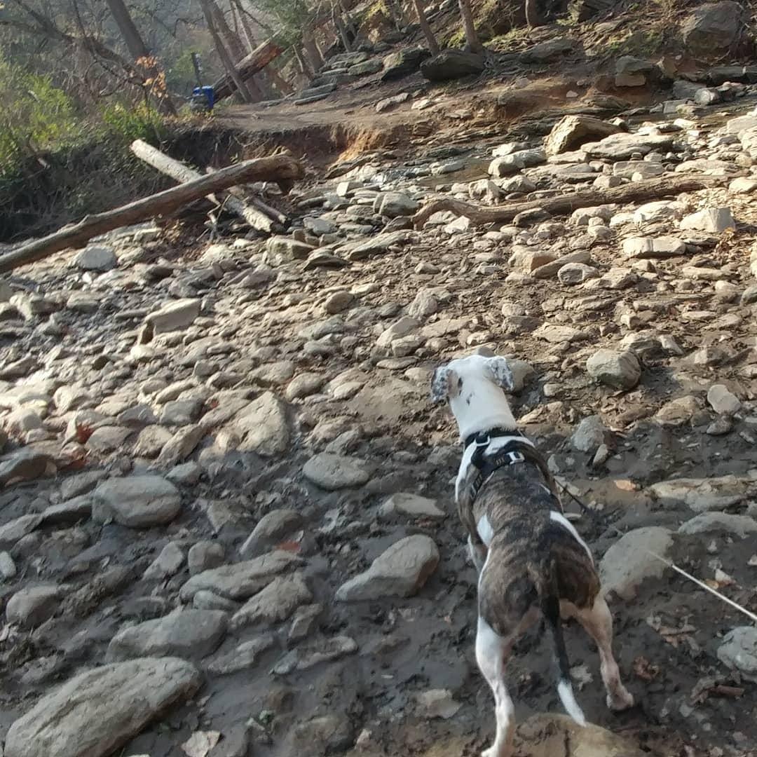 Wissahickon Valley Park (Forbidden Drive)