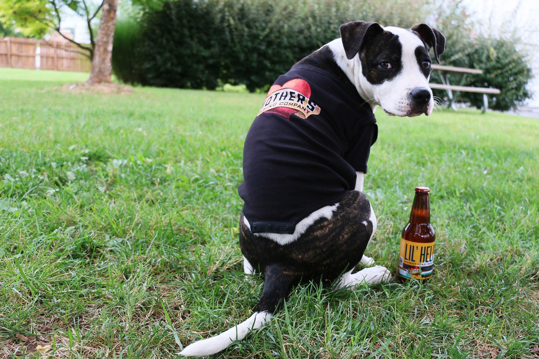 Dog Friendly Activities in Springfield, MO - BringFido