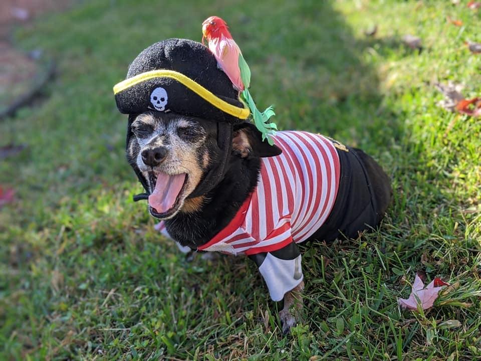 HOWL-O-Ween Dog Costume Contest
