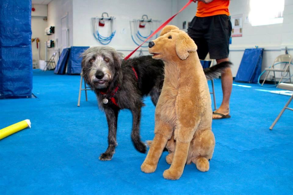 Summer Camp for Kids & Dogs