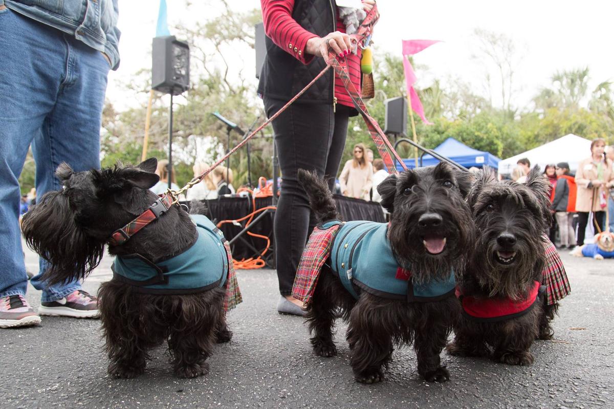 Top Dog Events Worldwide - BringFido