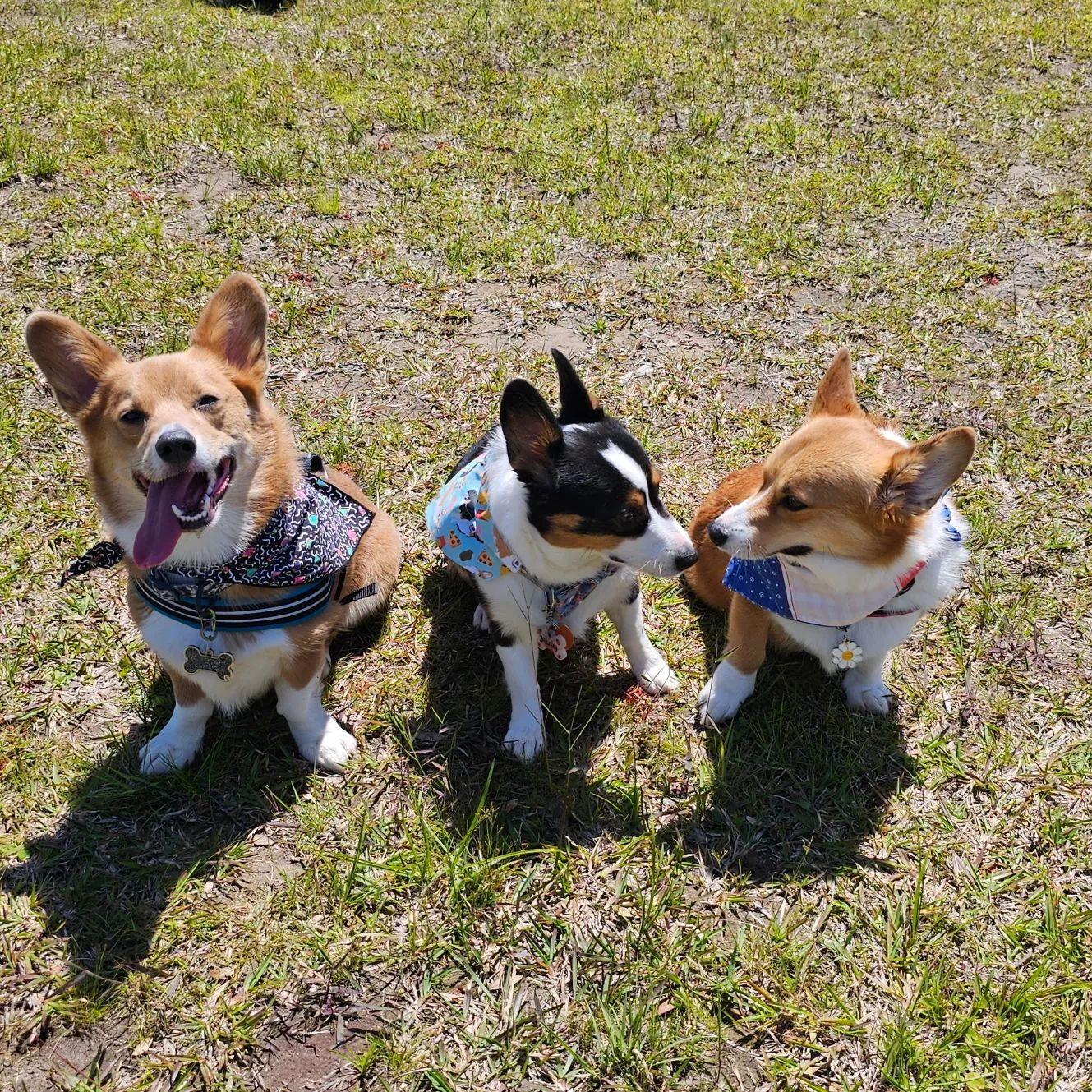International Corgi Day