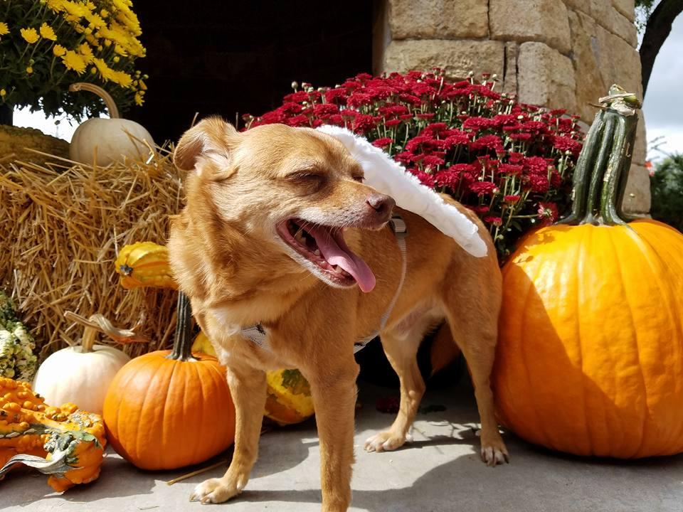 Pets & Pumpkins Fall Festival