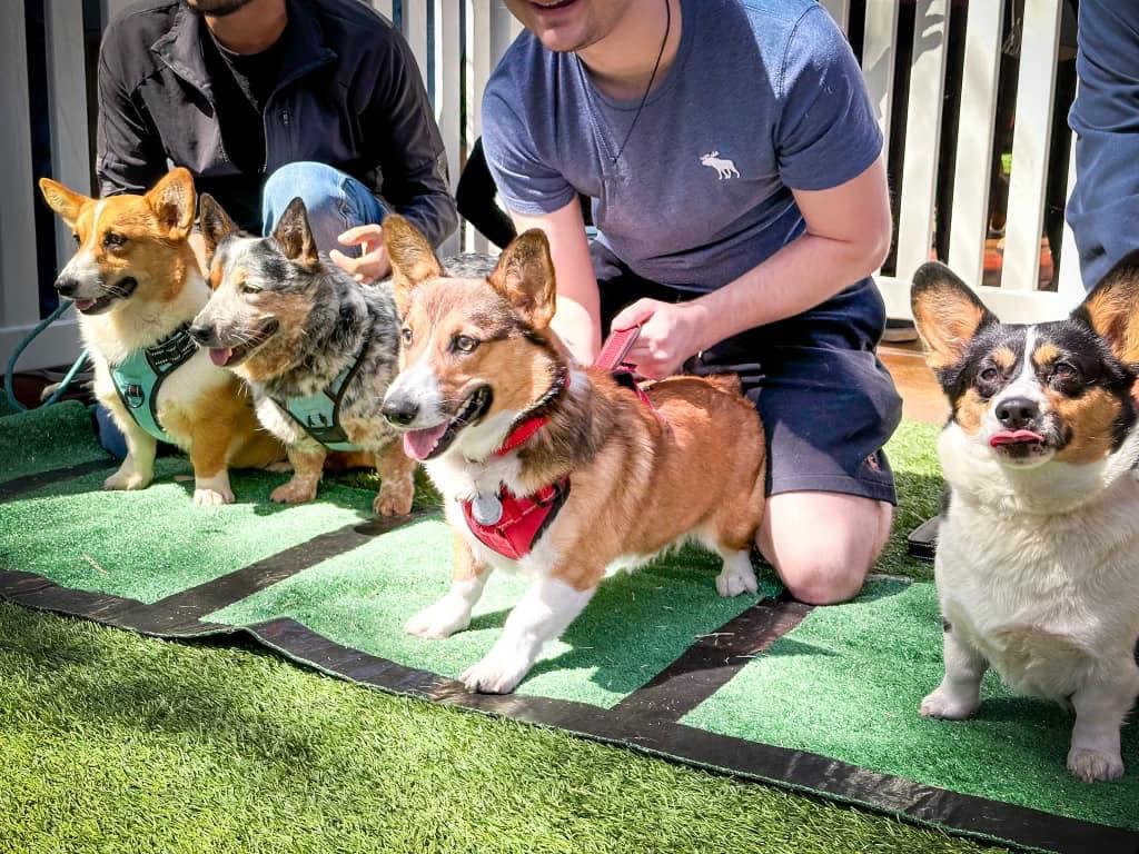 BringFido to Pup Fest