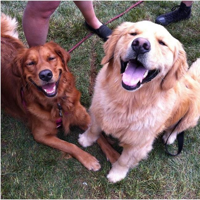 Golden Retriever Club January Meetup - Puppy Bowl Party