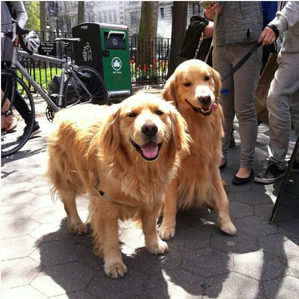 Golden Retriever Club January Meetup - Puppy Bowl Party