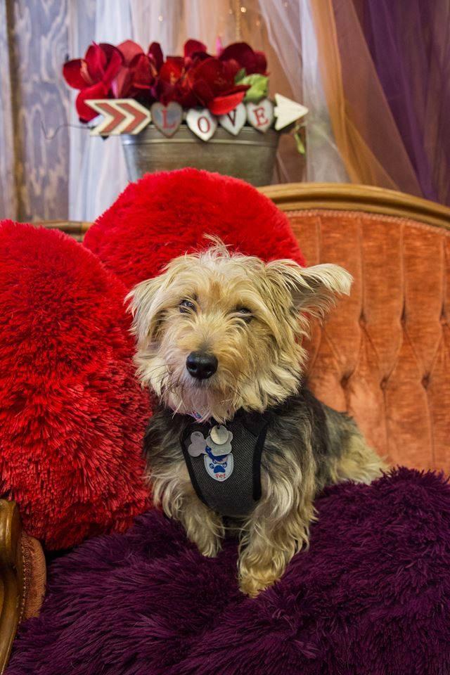 Annual Doggie Date Night