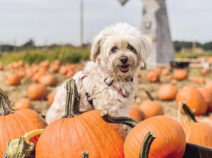 BringFido to Fall Fest at Waterdrinker Family Farm & Garden