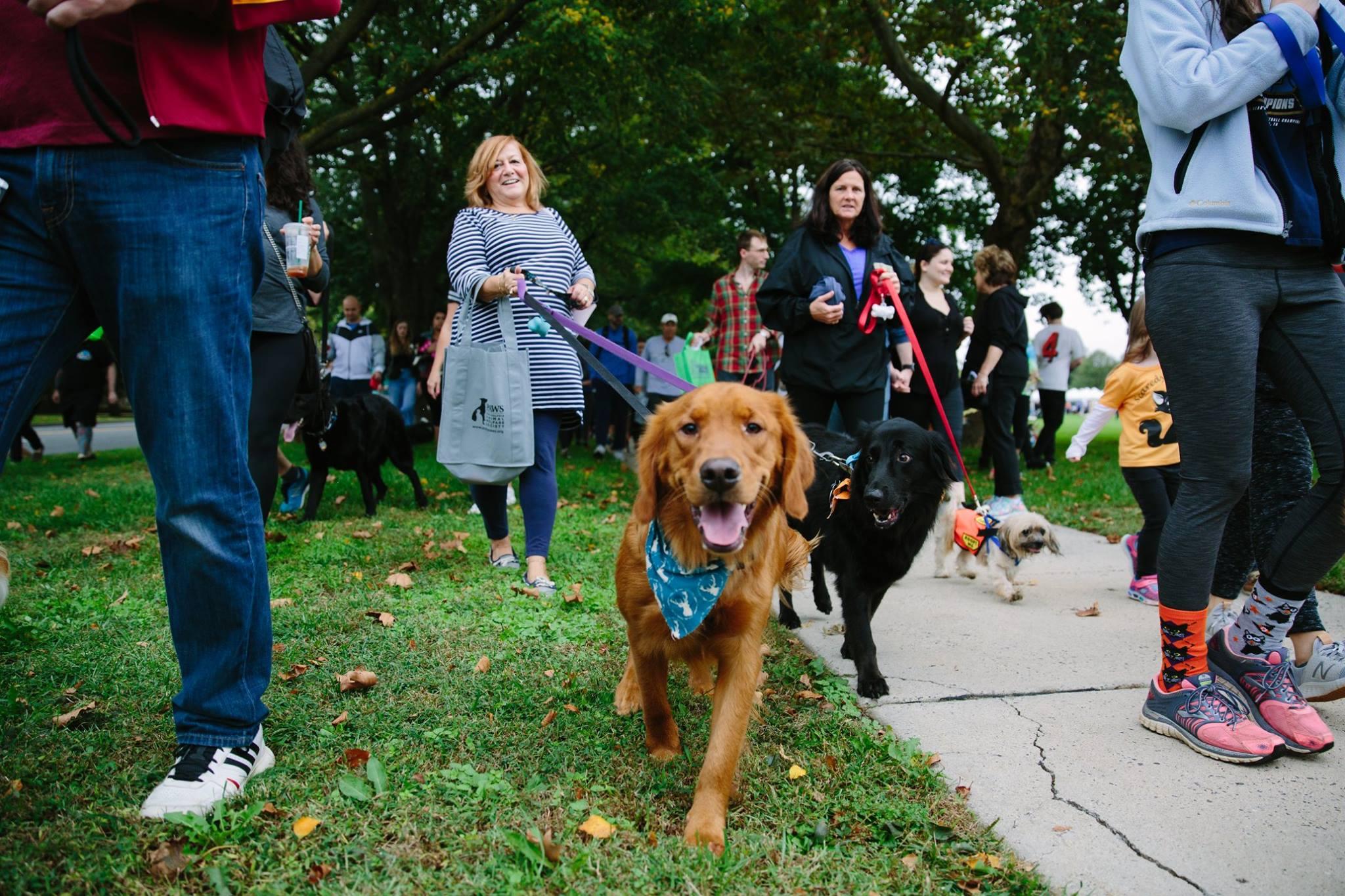 BringFido to Pours for PAWS