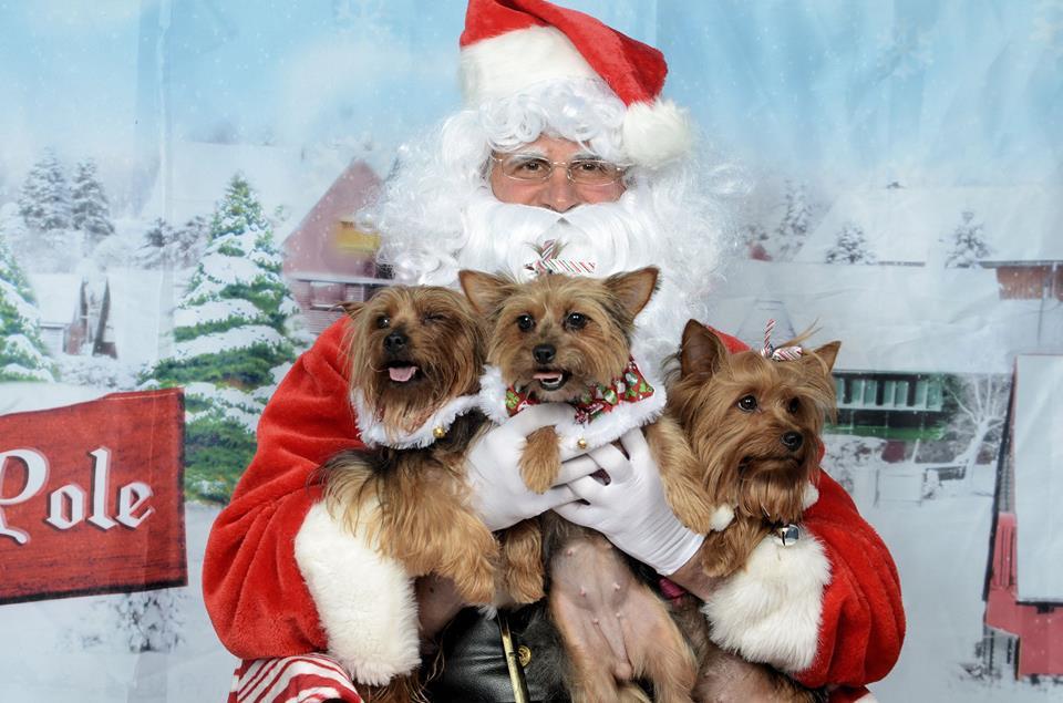 Santa Paws Photos