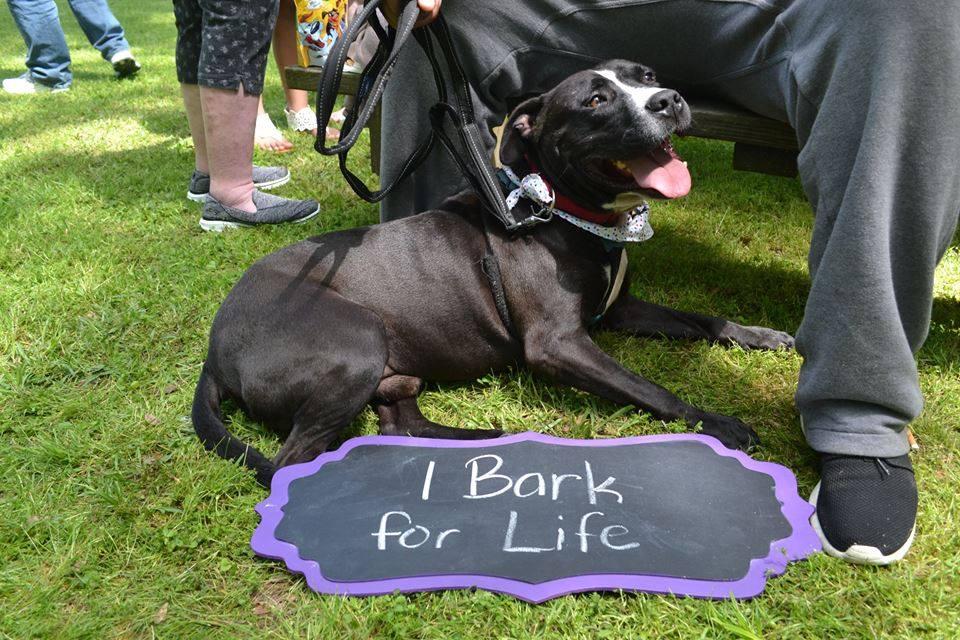 Bark for Life Milpitas