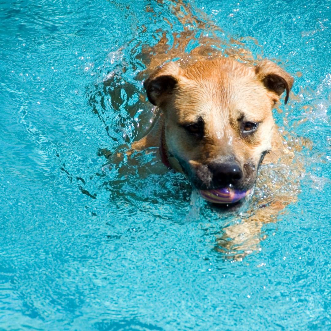 BringFido to Soggy Doggy Swim Time