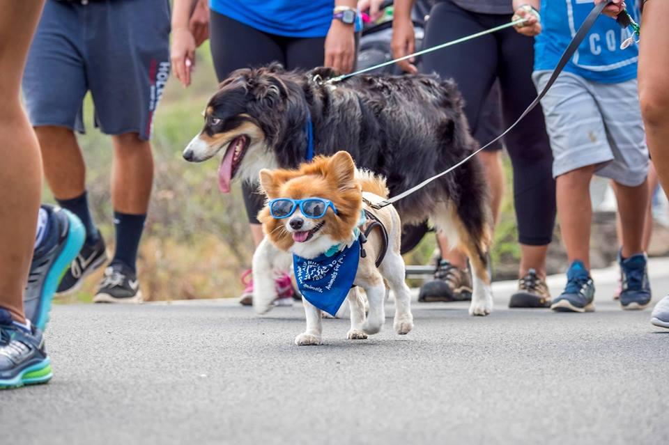 BringFido to Paws On The Path: Aiea Loop Trail