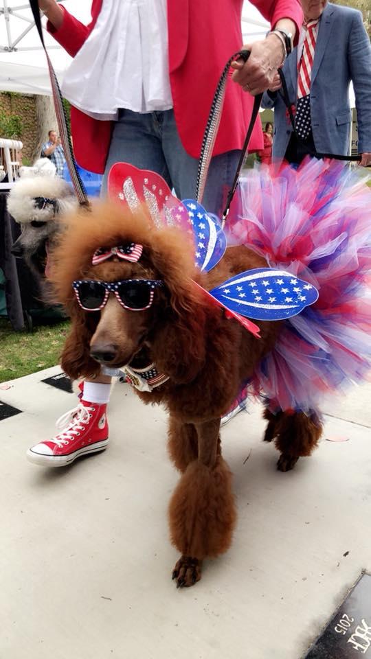 Poodles On Parade Extravaganza Weekend