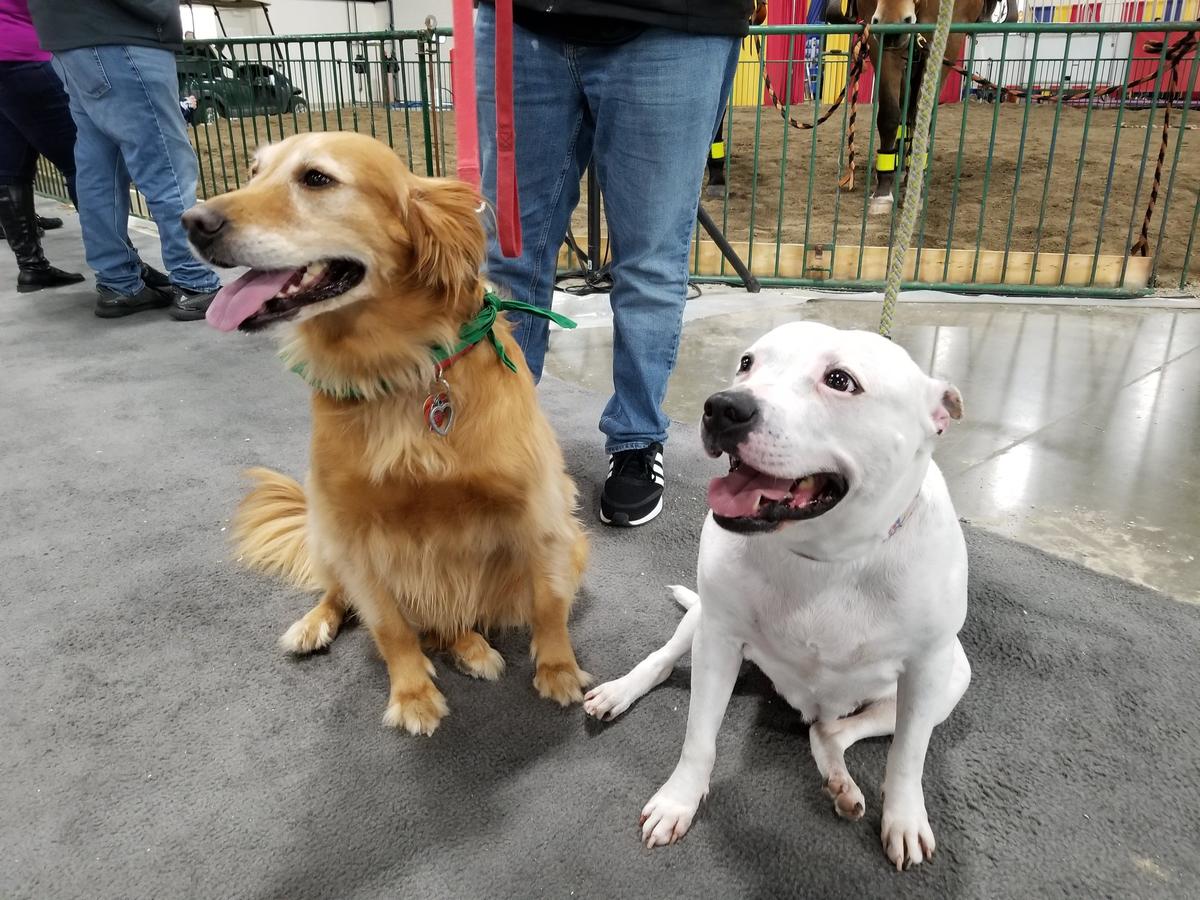 Safari Pet Expo and Grooming Competition