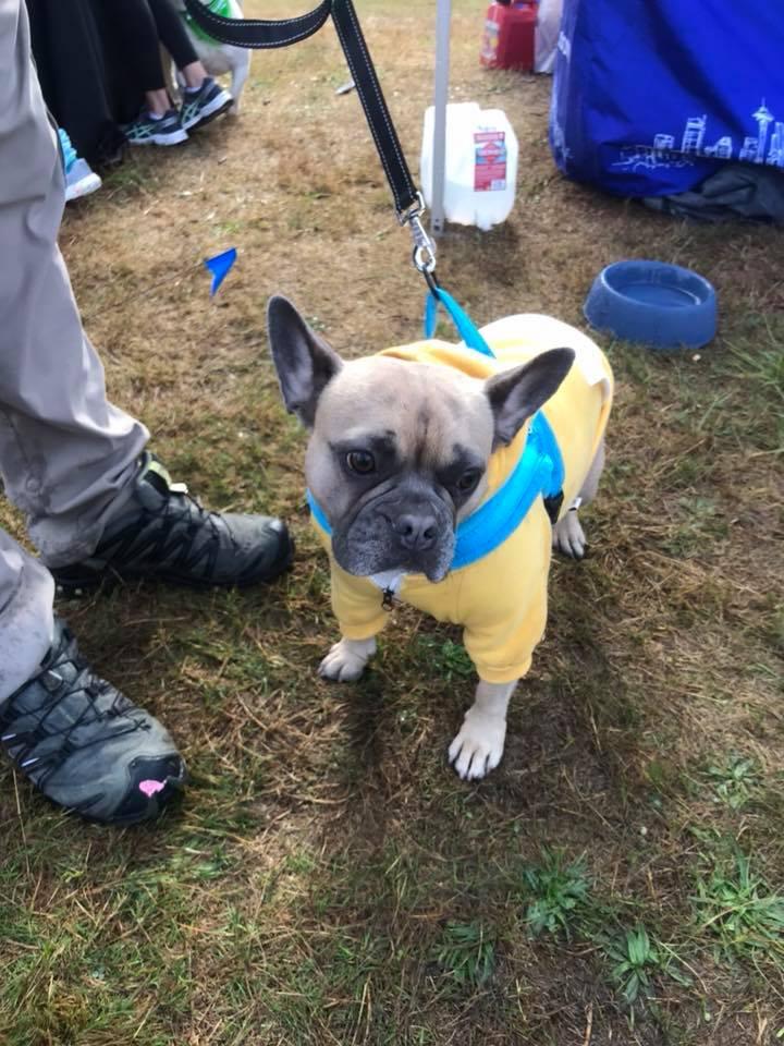 BringFido to Wowzer is Coming