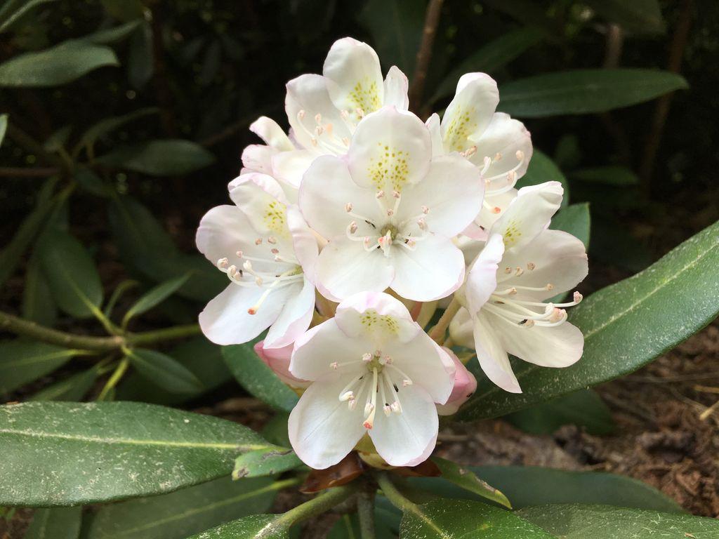 Cabin at Magic Tree Sanctuary Pet Policy