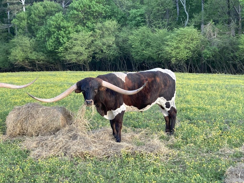 Stone Cold Ranch Pet Policy