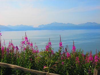 Baycrest RV Park Pet Policy