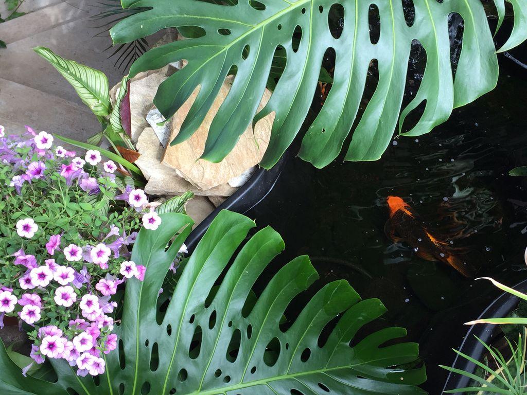 Maliko Estate Coffee Farm Pet Policy