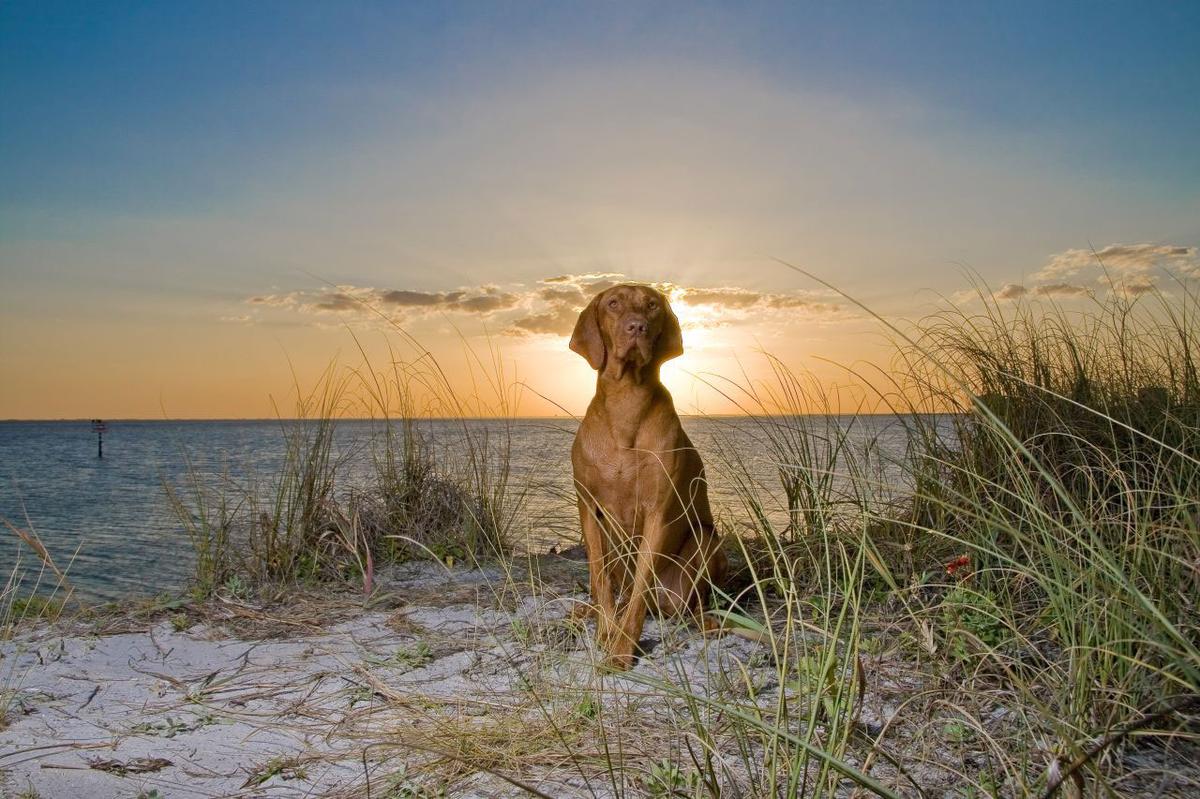 Dog Friendly Destinations - BringFido