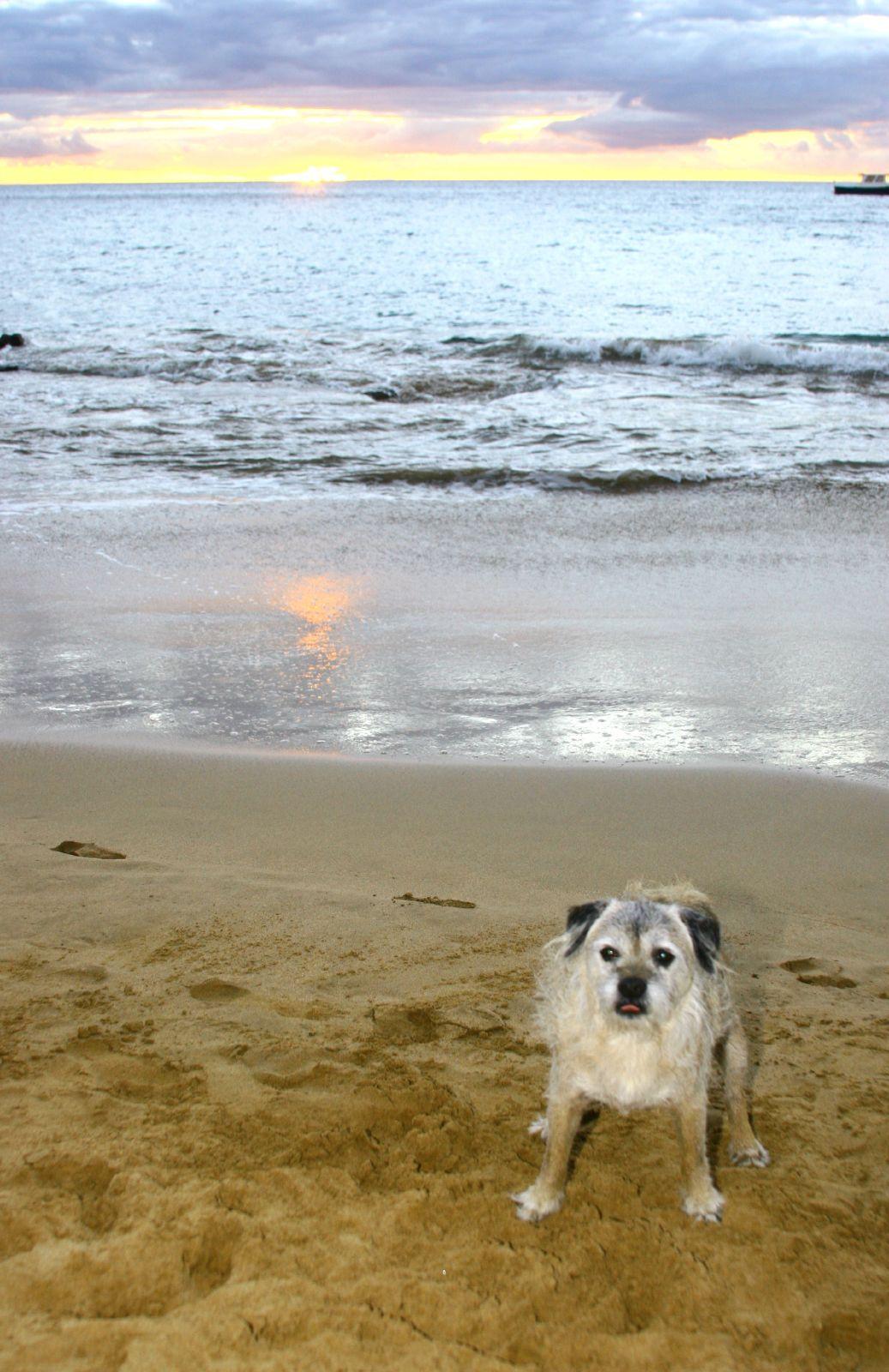 Pictures of Dogs in Hawaii