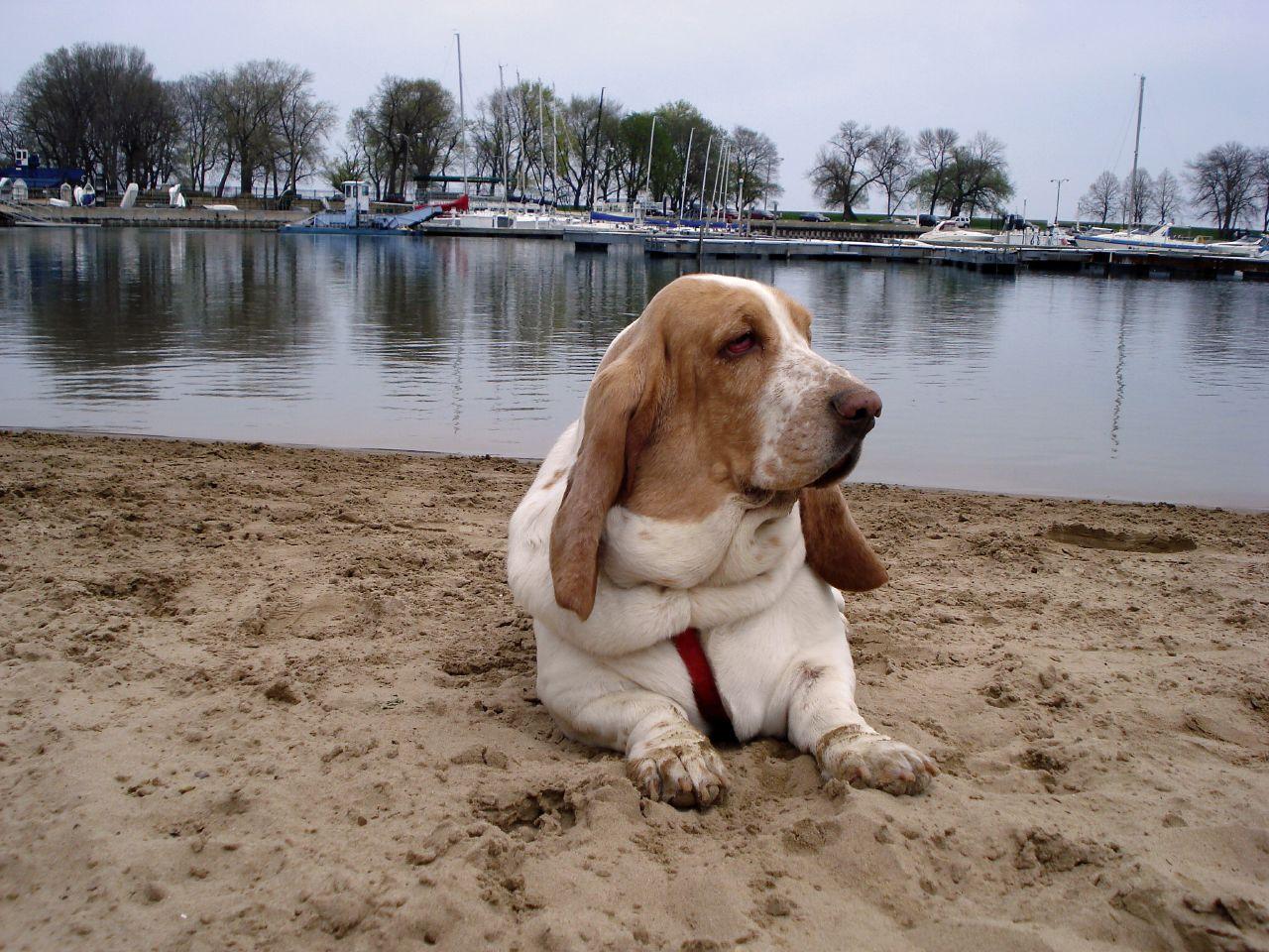 Basset Hound ad Boats ⋆ BringFido