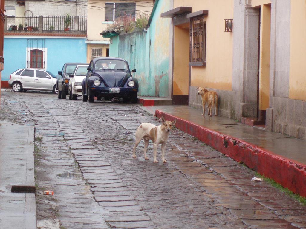 Guatemala Dogs ⋆ BringFido
