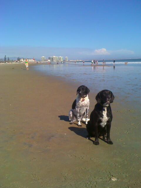 Coronado Dog Beach