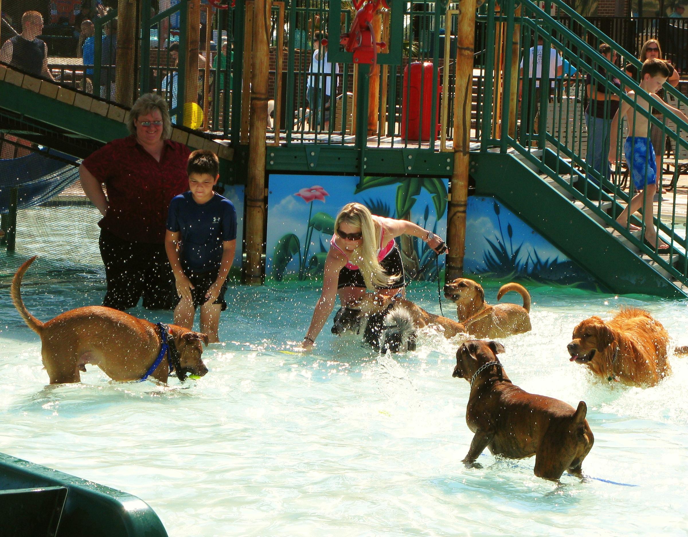 BringFido to Carrollton's 2010 Pooch Pool Party