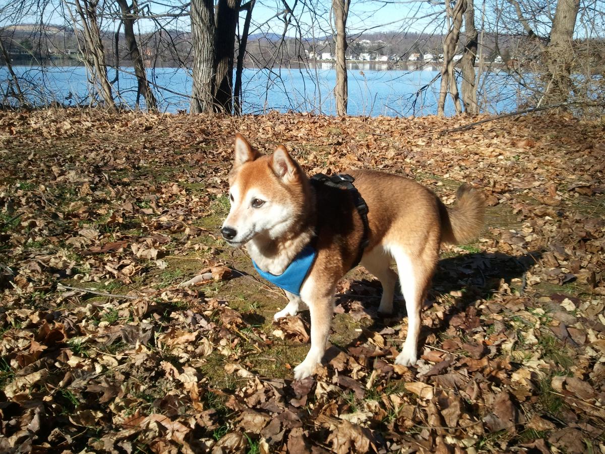 Terhune Memorial Park