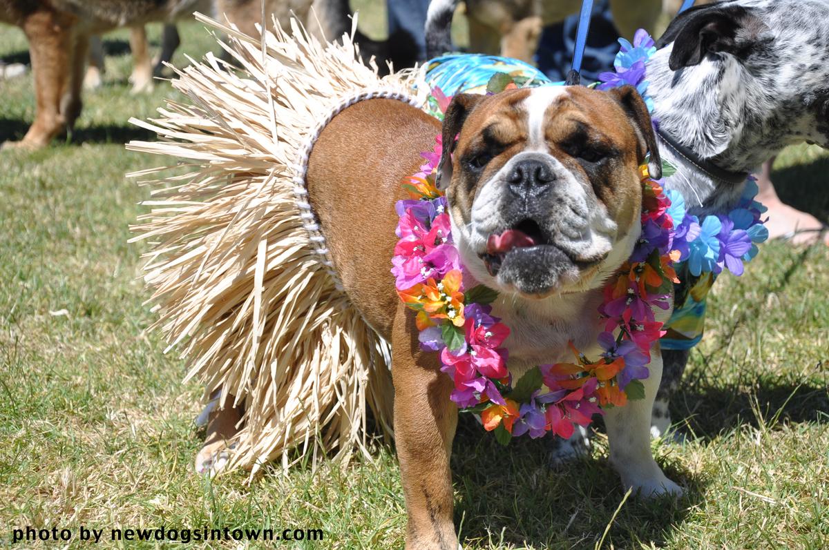 11th Annual Spring Dog Festival