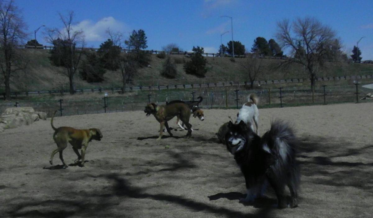 Off-Leash Dog Parks in Denver, CO - BringFido